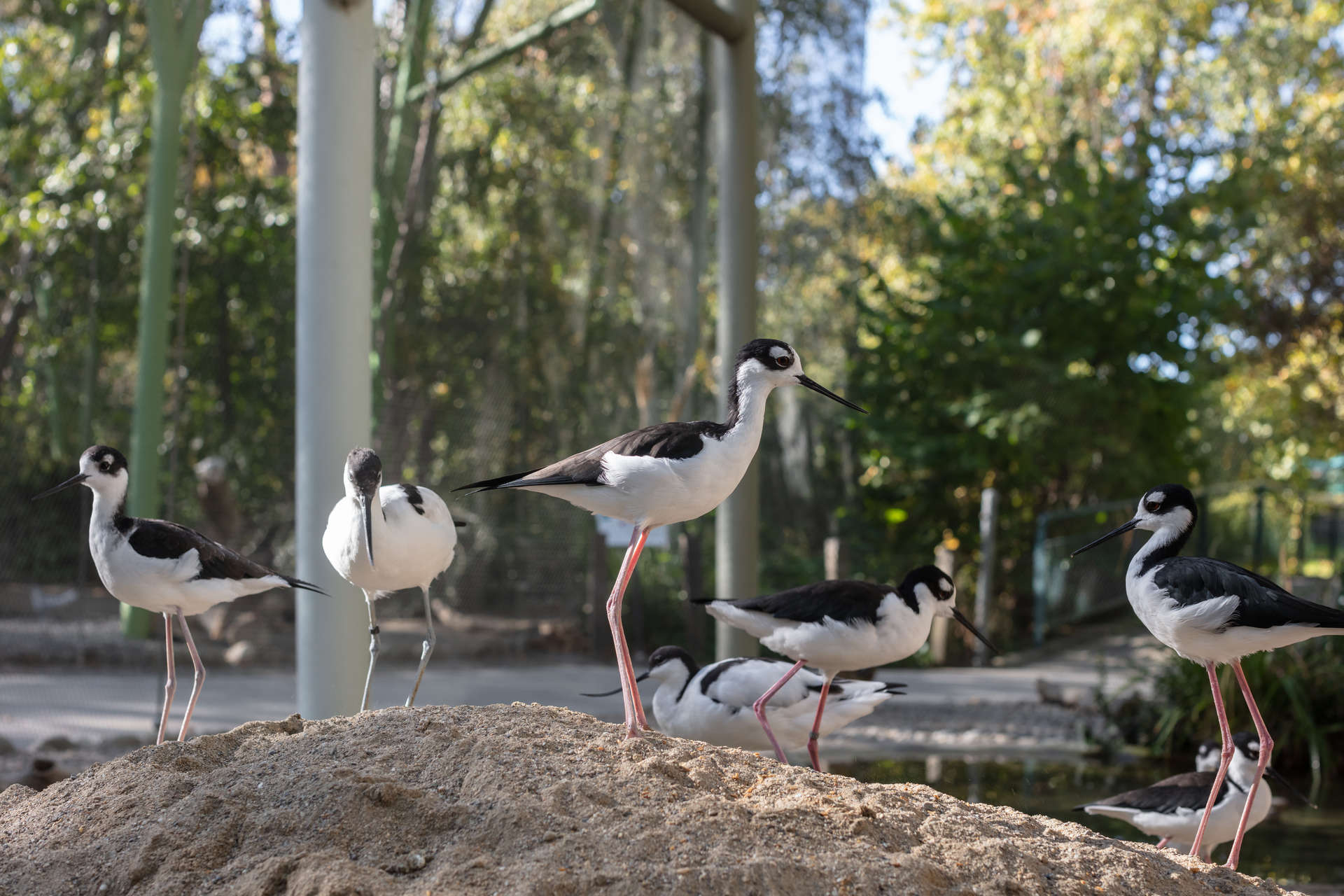 BUREAU — Bird Shelter