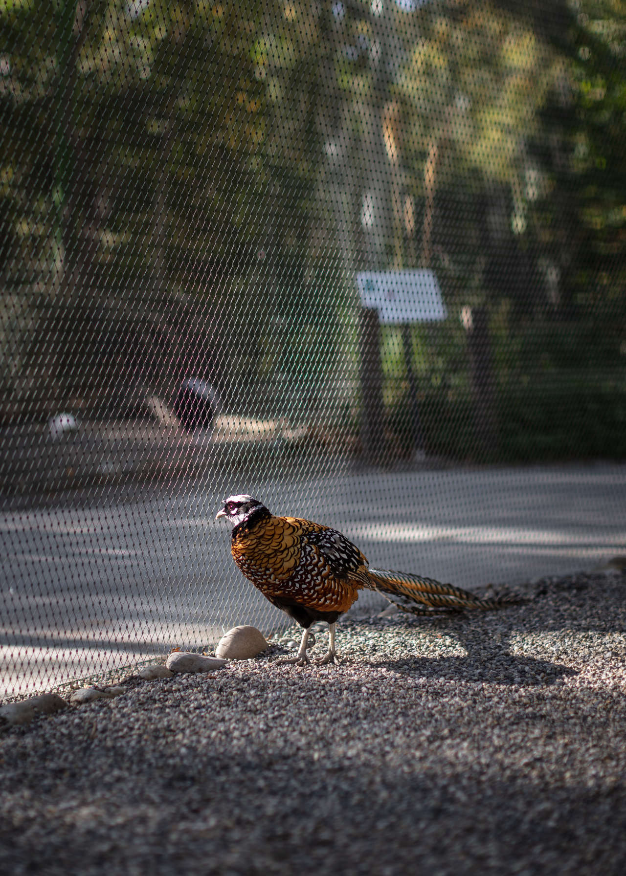 BUREAU — Bird Shelter