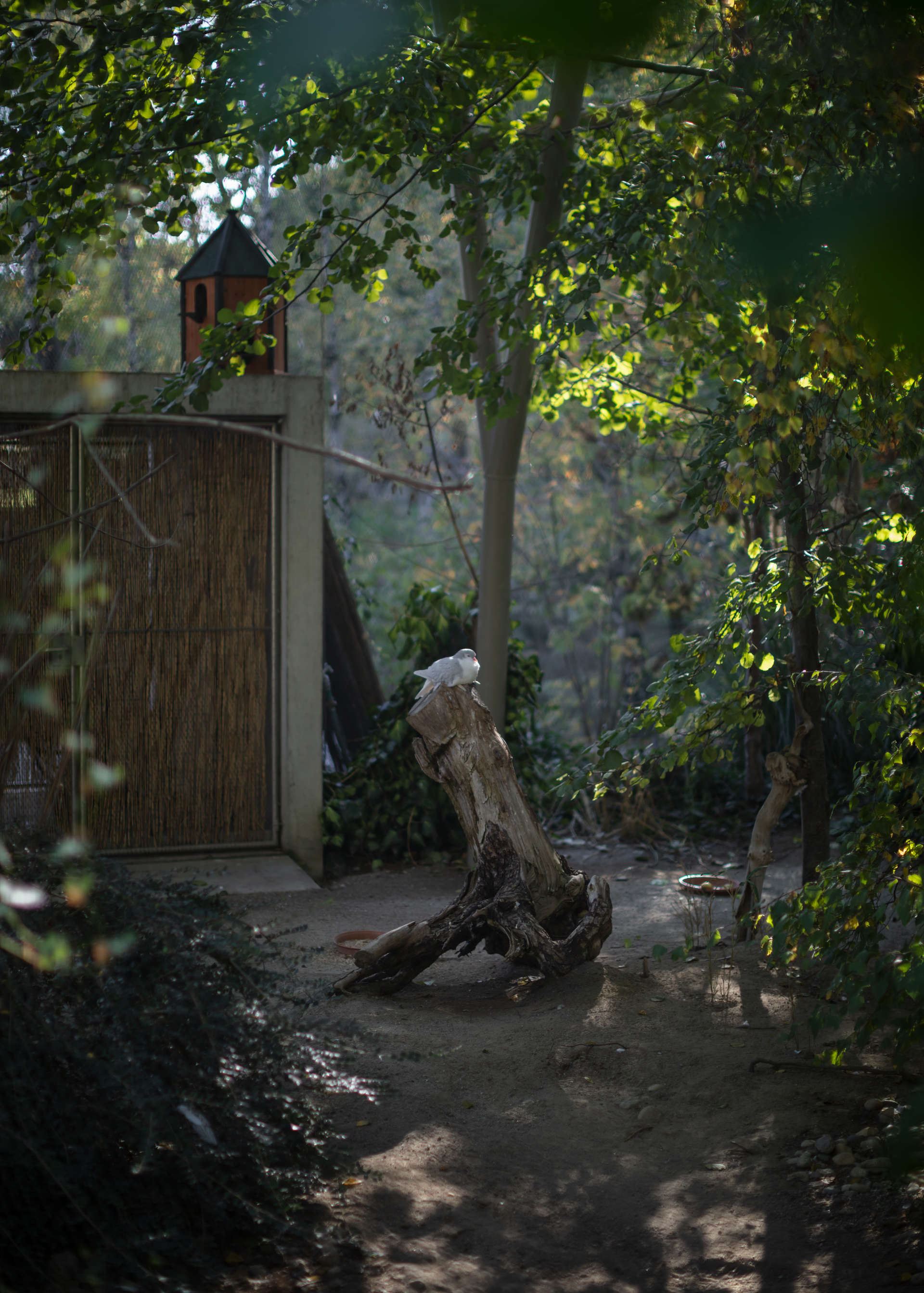 BUREAU — Bird Shelter